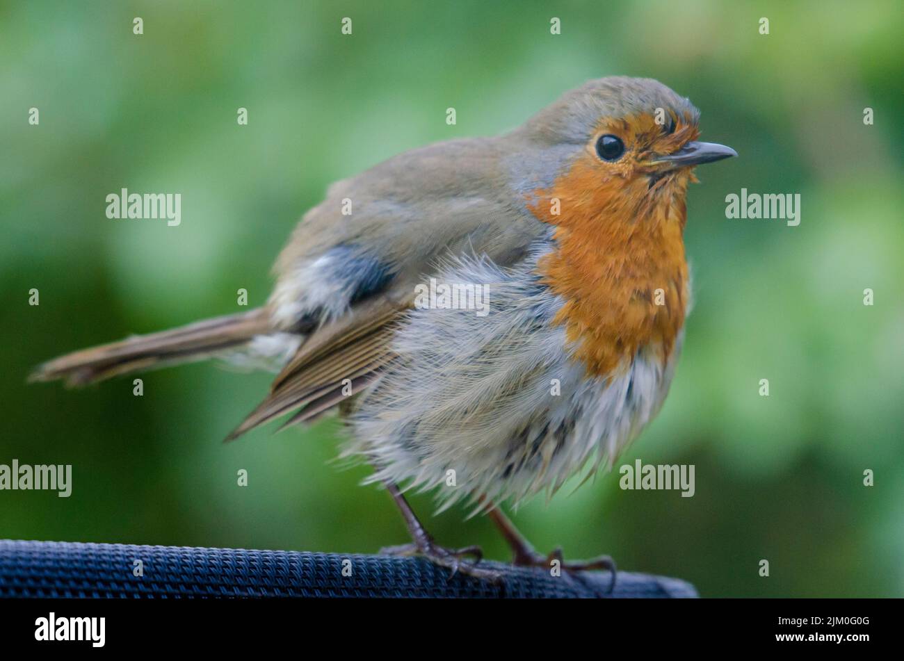 Fluffed feather hi-res stock photography and images - Alamy