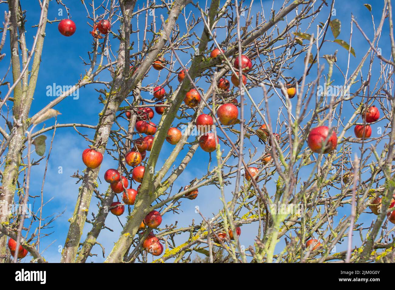 A Look at life in New Zealand: a walk around my organic, edible garden ...