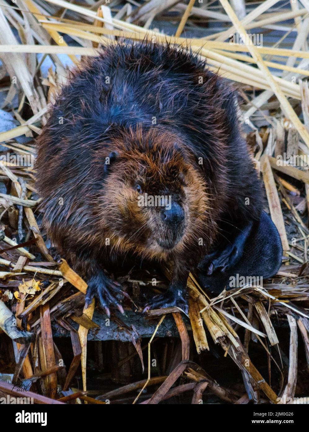 A vertical shot of a Canadian beaver (Castor canadensis) sitting on ...