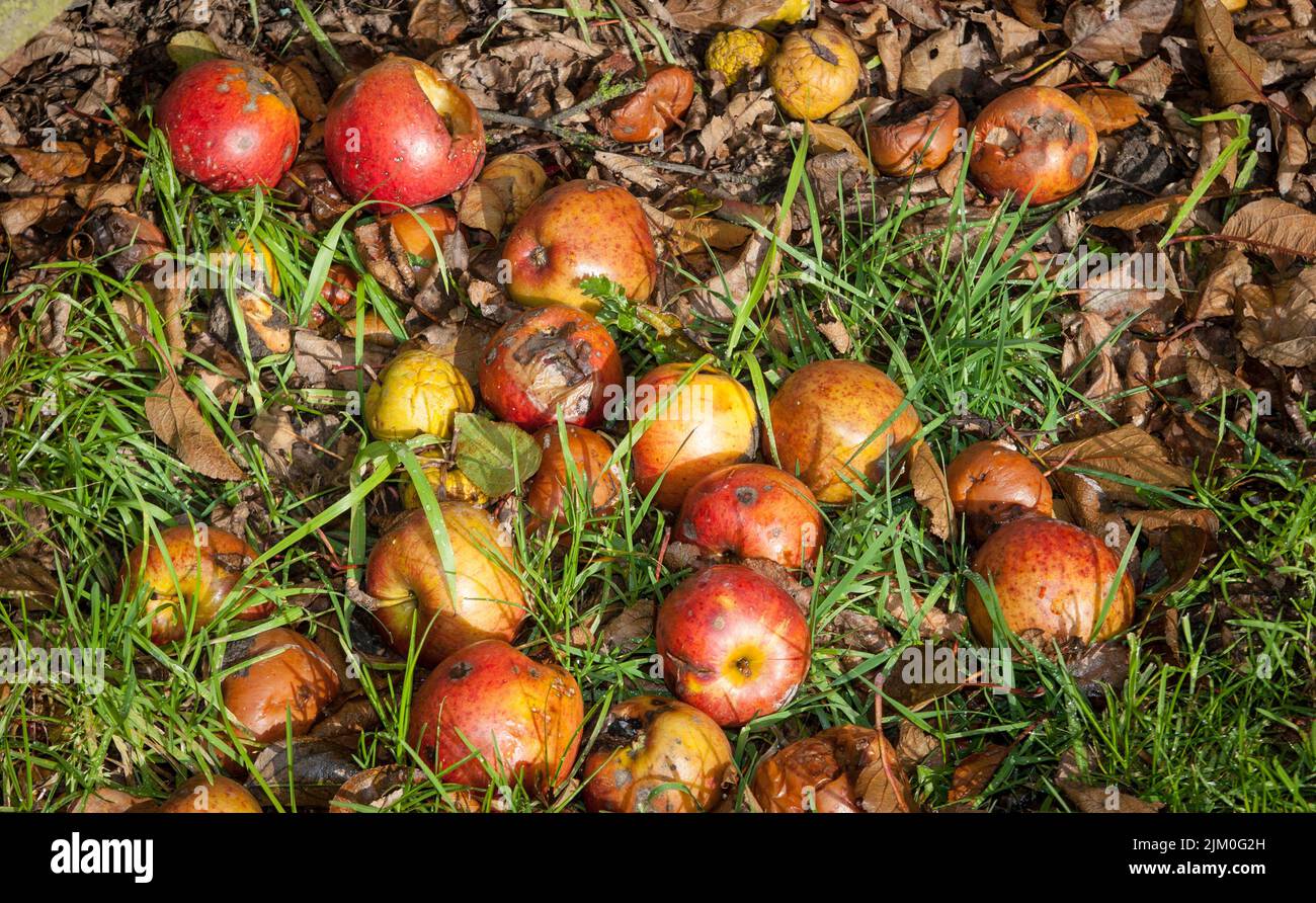 A Look at life in New Zealand: a walk around my organic, edible garden ...