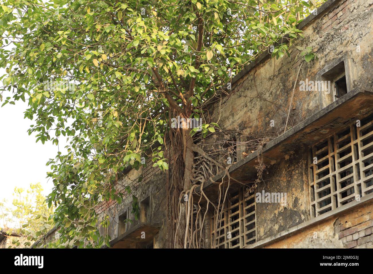 A beautiful view of the banyan tree growing by an abandoned building ...