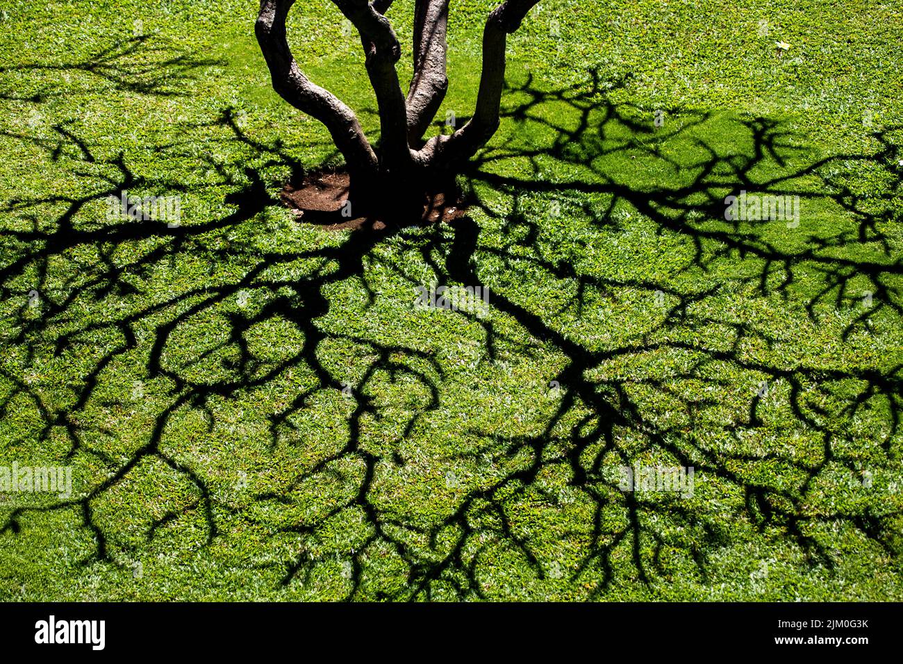 A beautiful view of a big Oak tree branches reflecting on grass ground ...