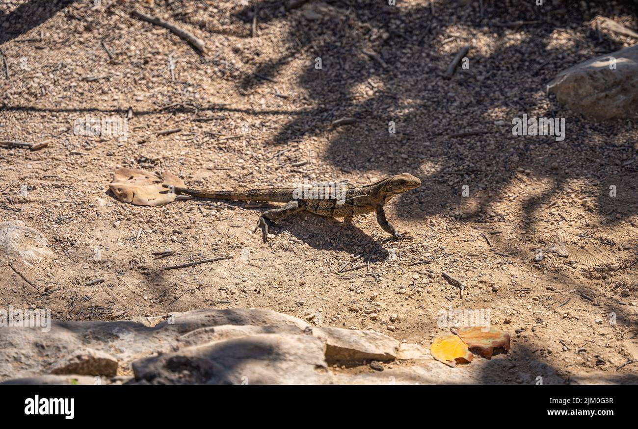 Species of agamid lizard hi-res stock photography and images - Alamy