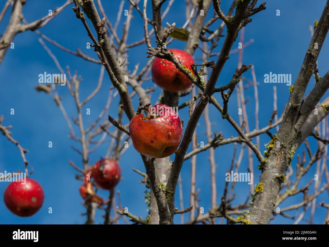 A Look at life in New Zealand: a walk around my organic, edible garden ...
