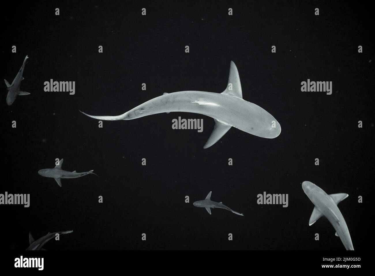 Floating on the surface of the Pacific ocean, 300ft above the ocean ...