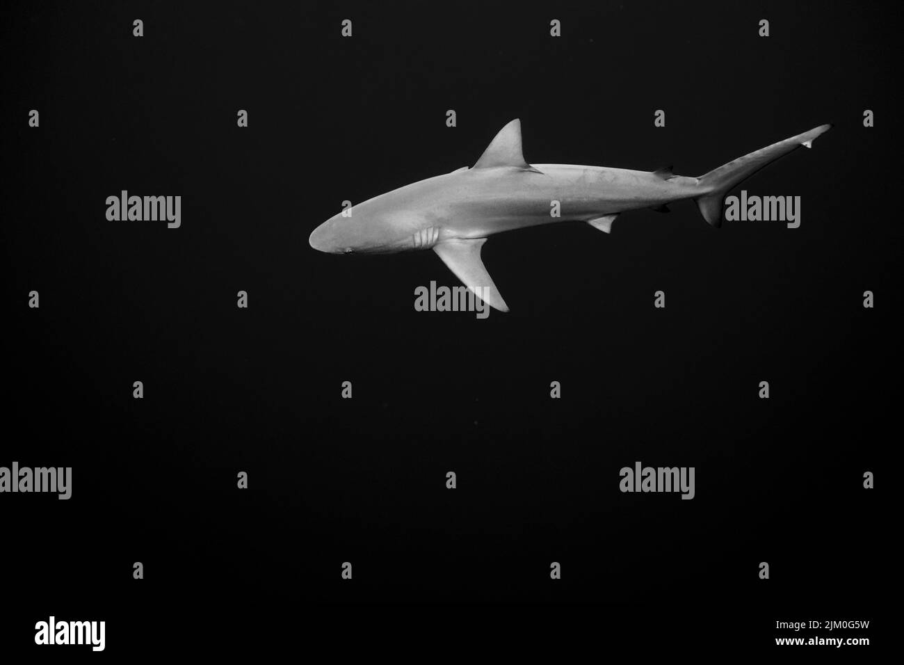 A breathtaking shot of a white shark Floating on the surface of the ...