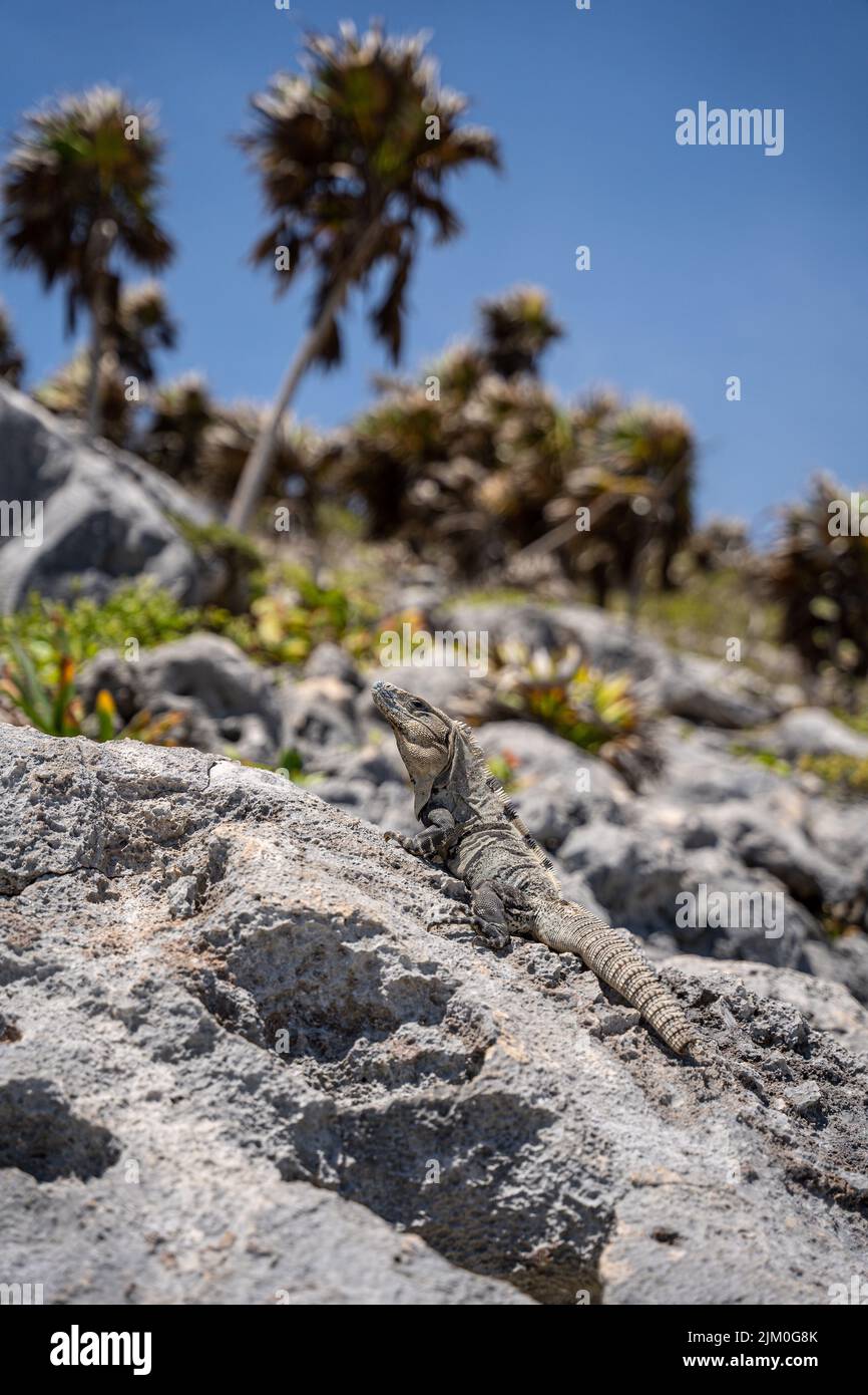 A vertical shot of a lizard standing on a rock over a blurry background ...