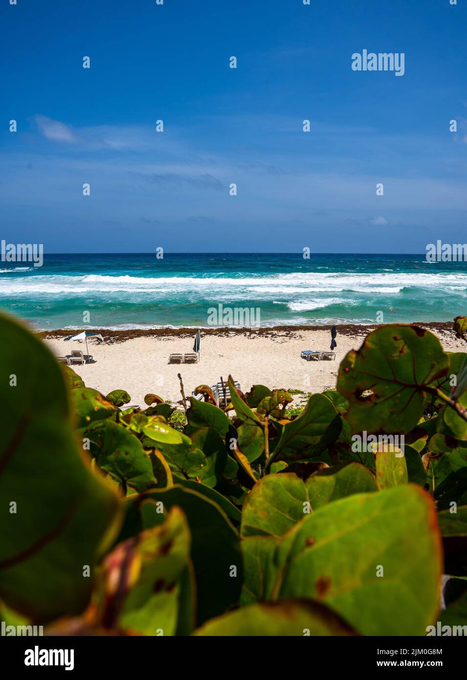 A vertical shot of a sunny beach with green plants over a background of ...