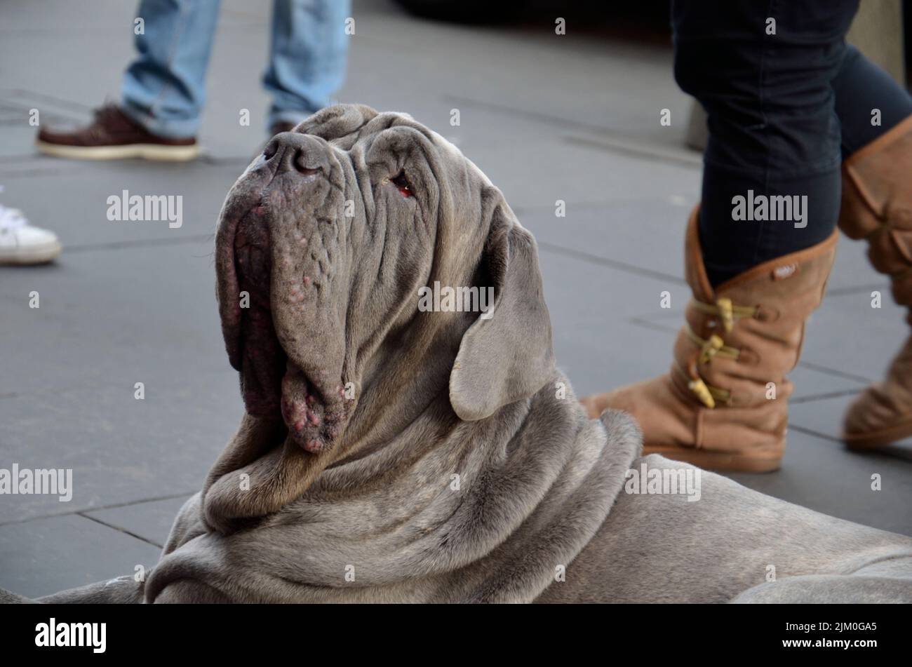 Neapolitan people hi-res stock photography and images - Alamy