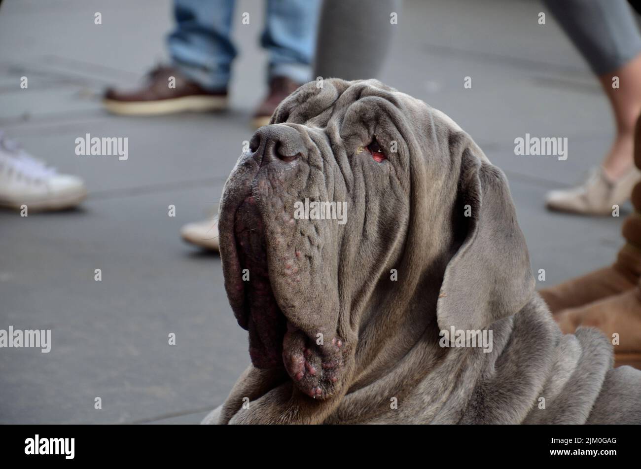 Neapolitan people hi-res stock photography and images - Alamy