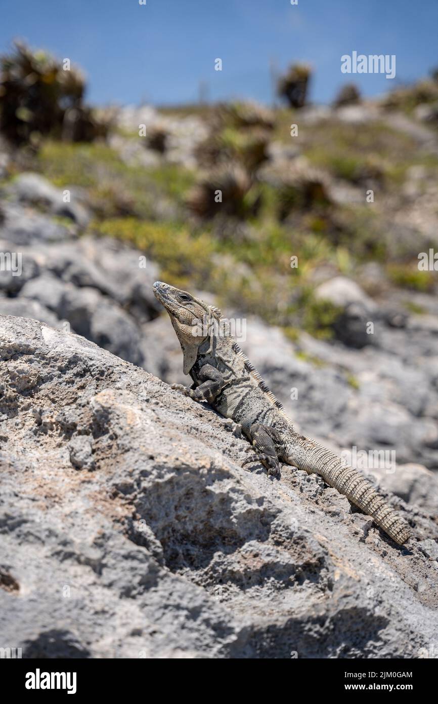 A vertical shot of a lizard standing on a rock over a blurry background ...