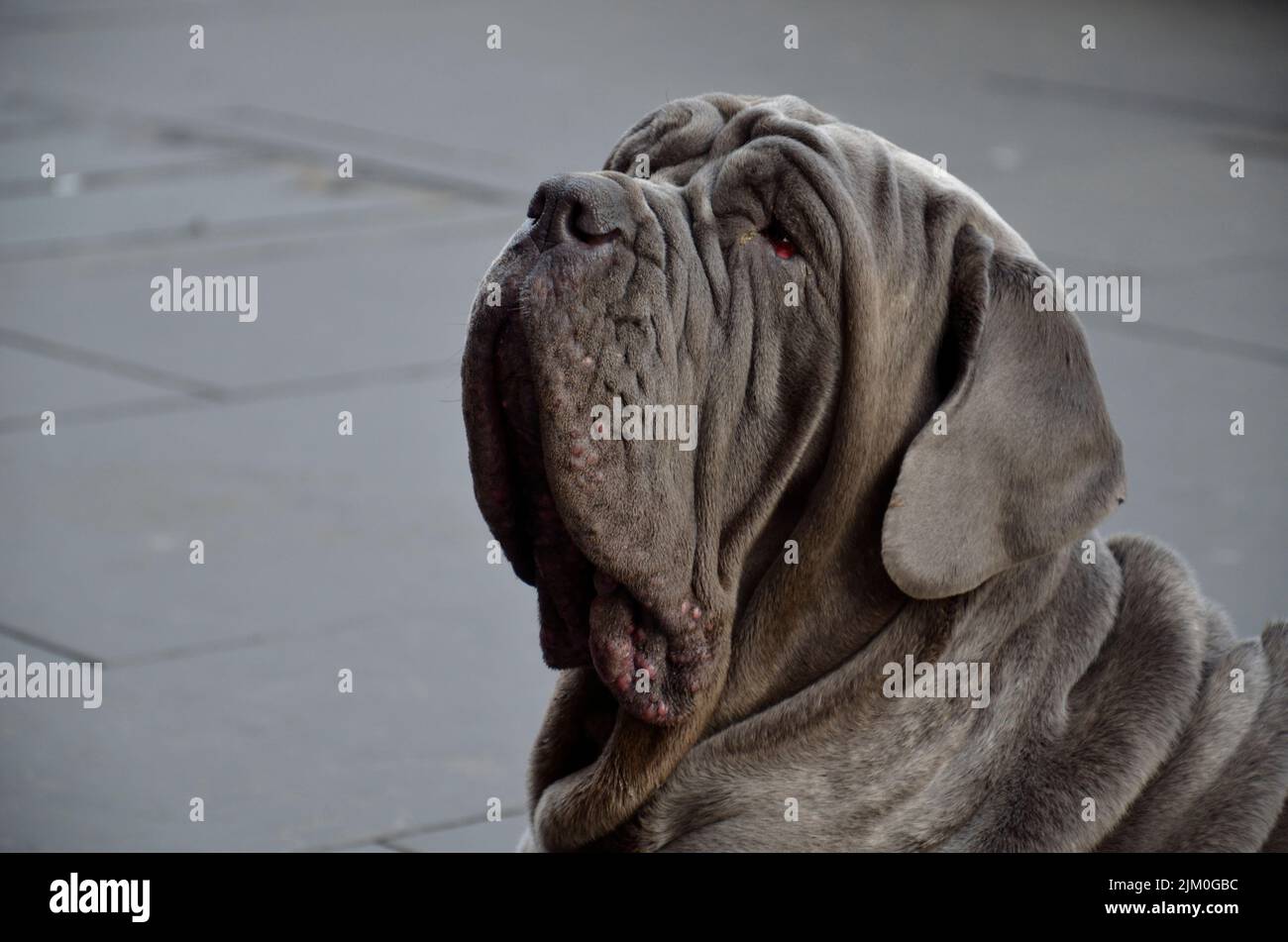 Neapolitan mastiff puppy hi-res stock photography and images - Alamy