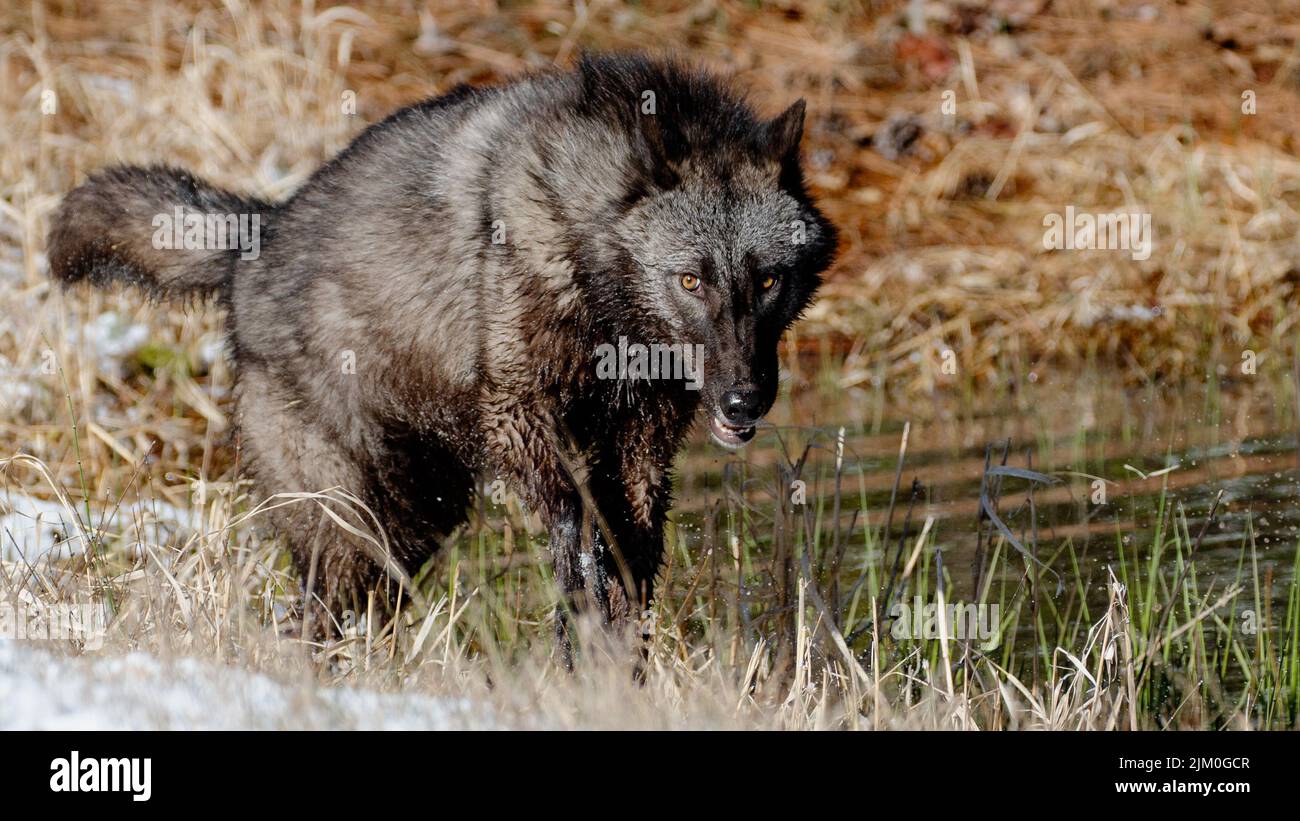 Black wolf walking hi-res stock photography and images - Alamy