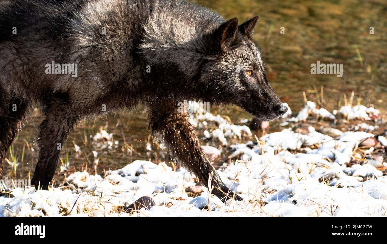 Wolf british columbia hi-res stock photography and images - Alamy