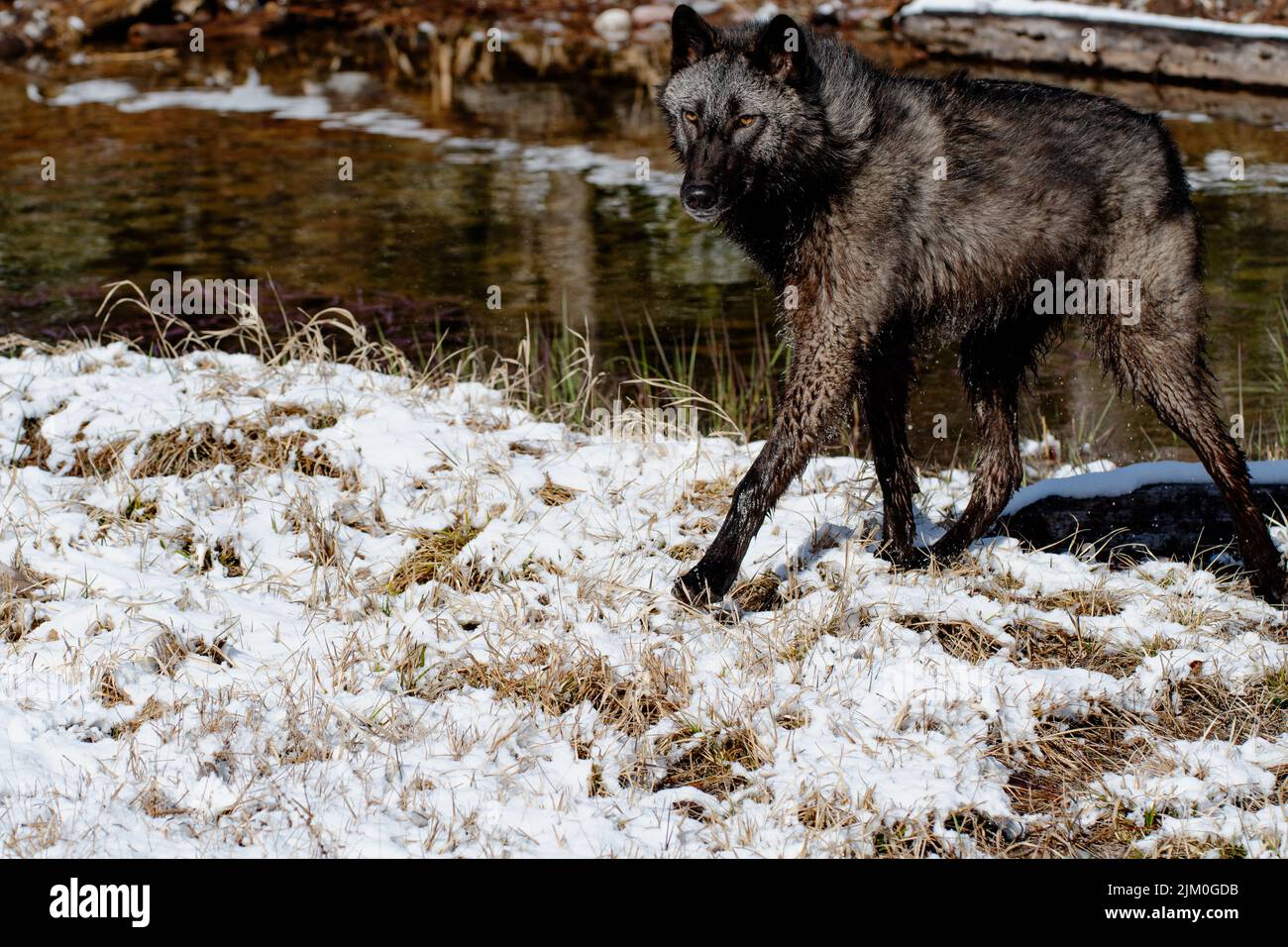Black wolf walking hi-res stock photography and images - Alamy