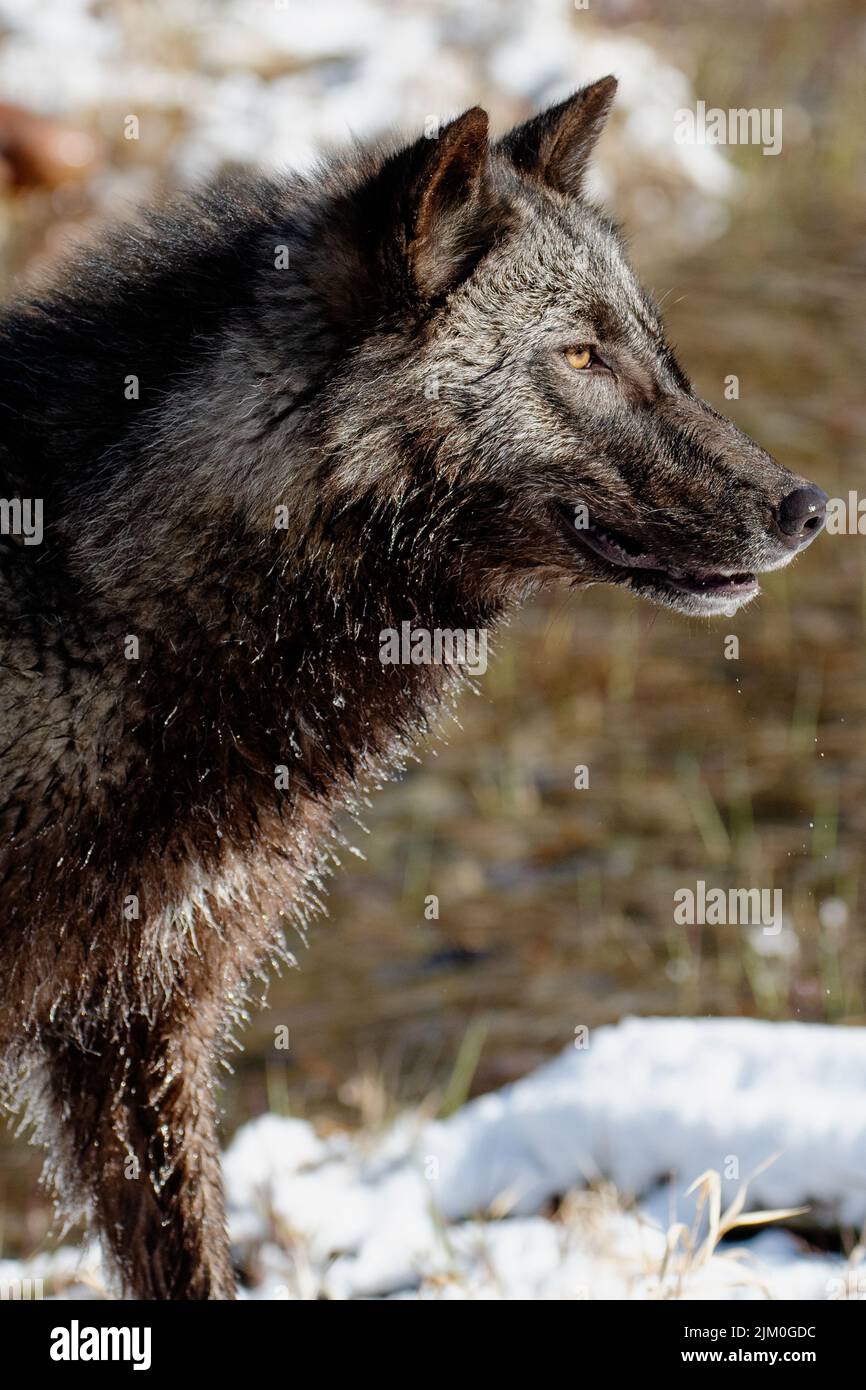 Black wolf walking hi-res stock photography and images - Alamy