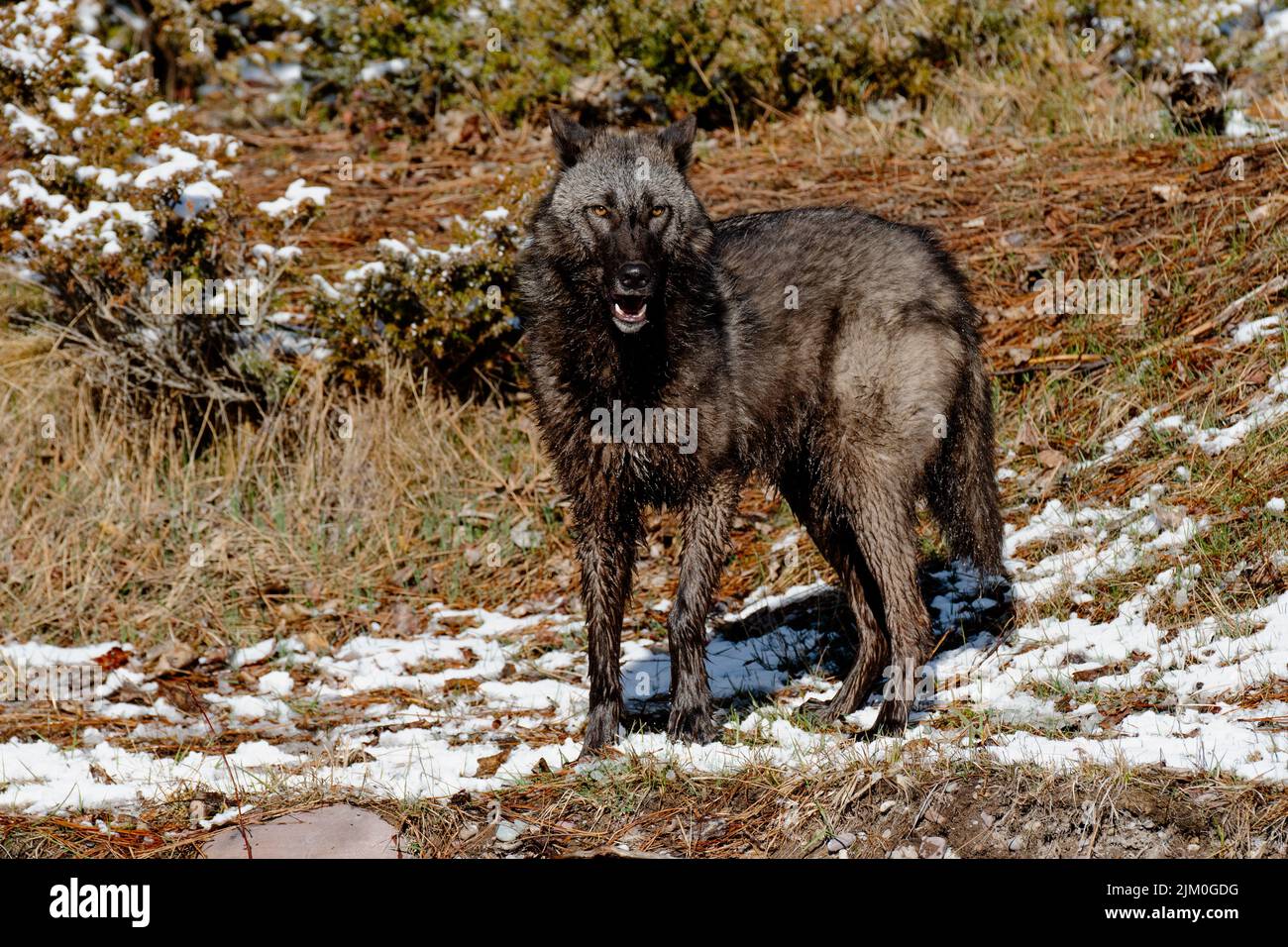 British wildlife habitat hi-res stock photography and images - Alamy