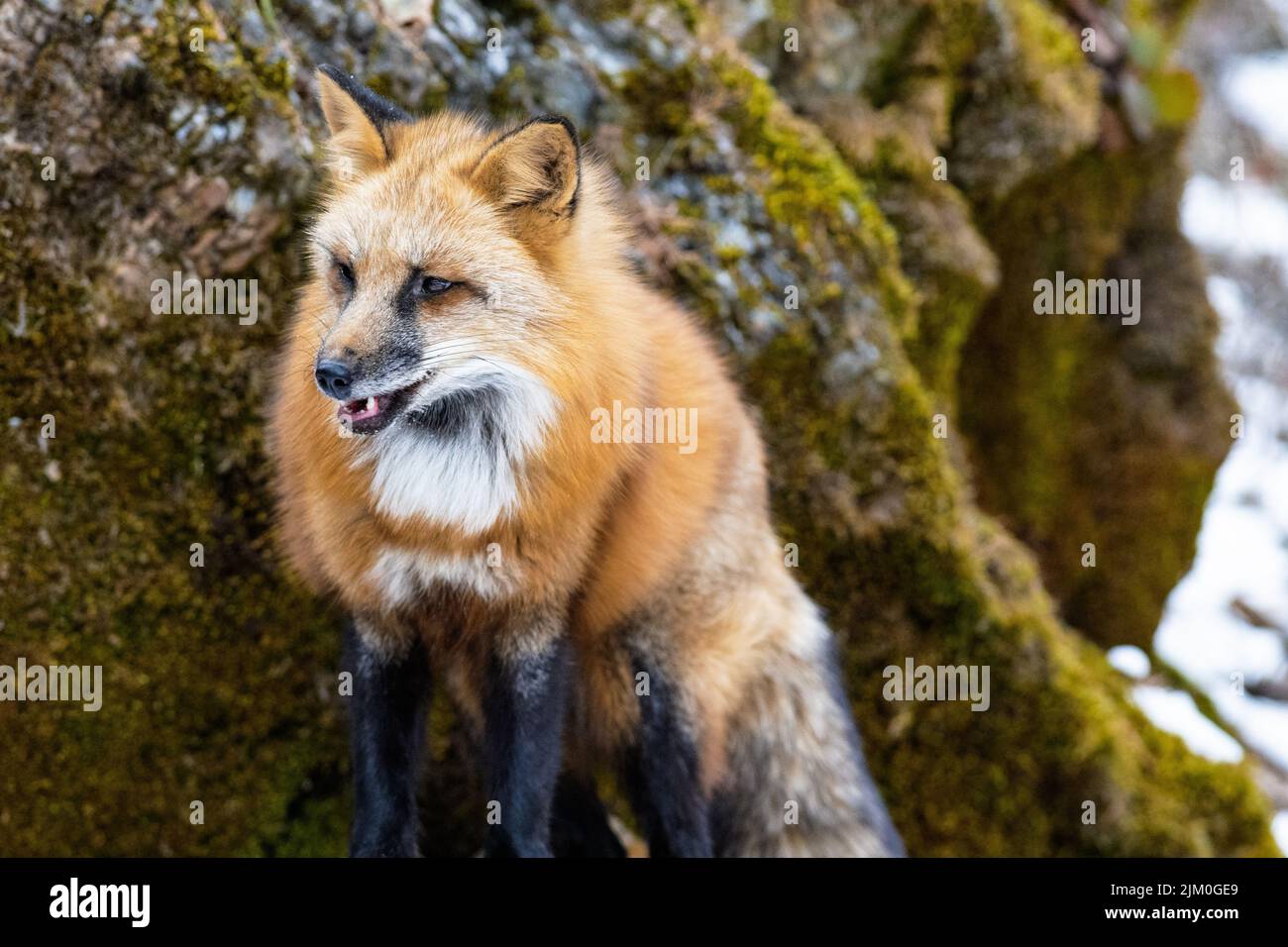 An Eastern American red fox in the forest on a blurred background Stock ...