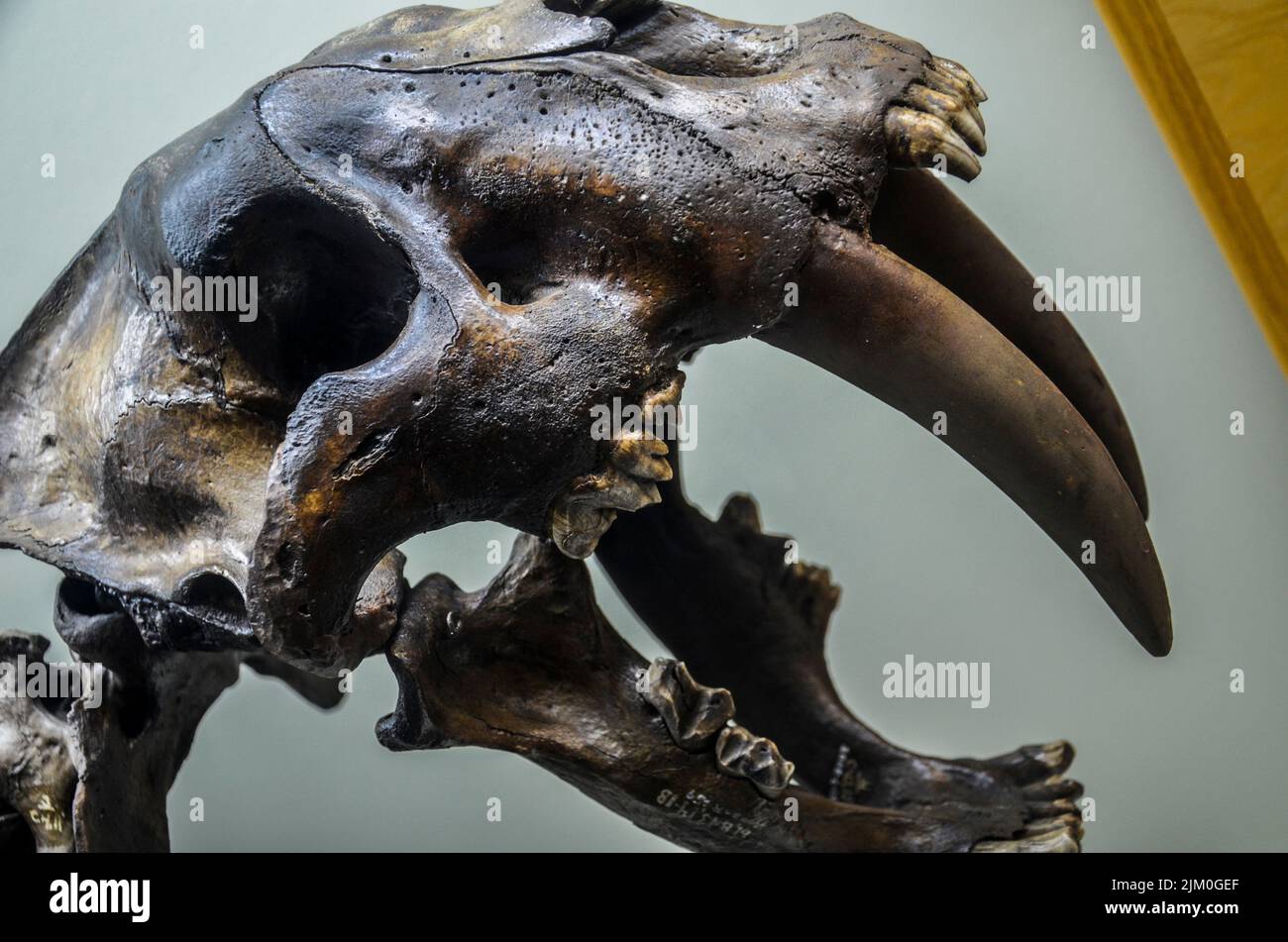 A closeup shot of a skeleton of a saber-toothed tiger on the white ...