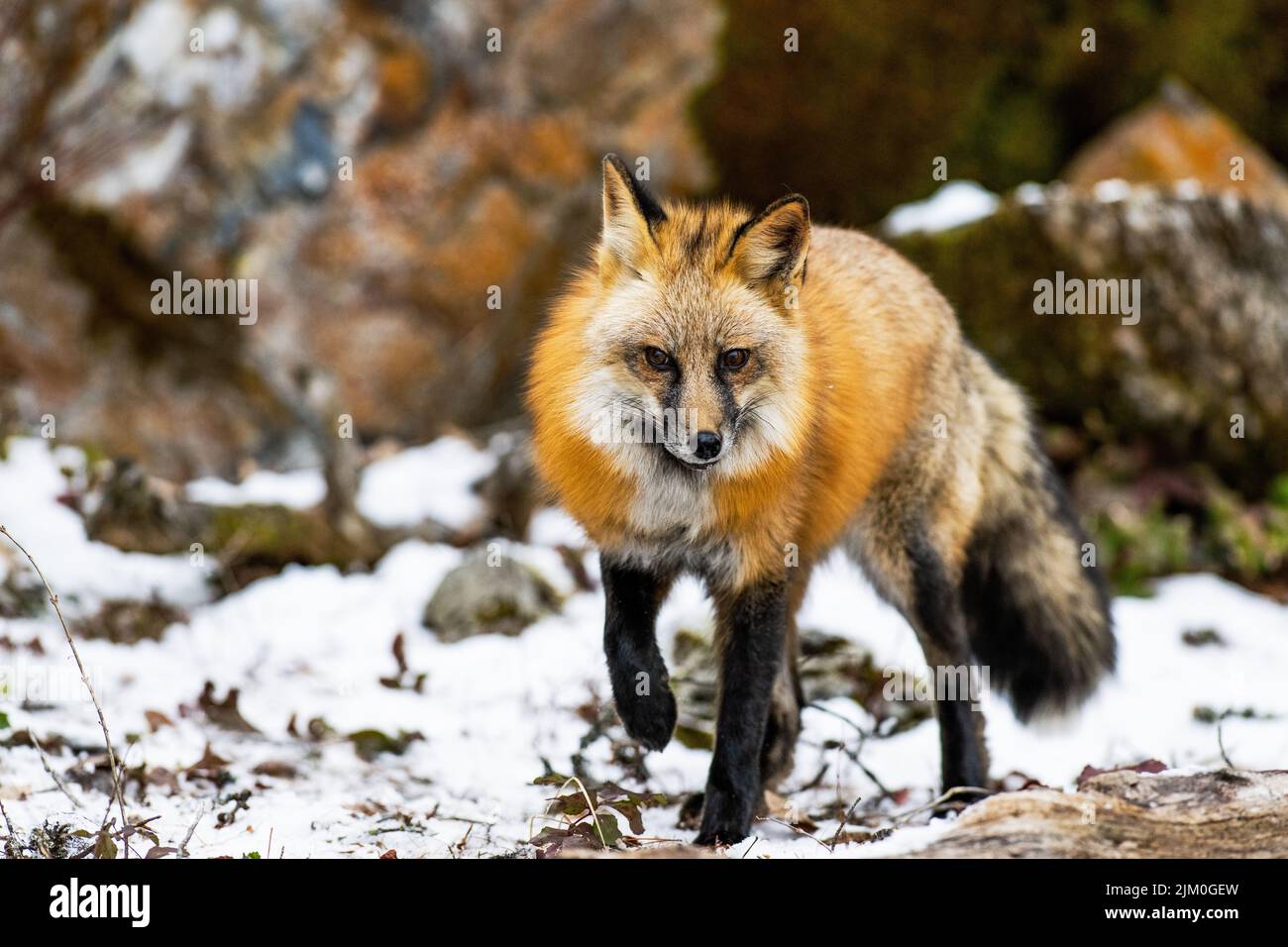 An Eastern American red fox in the forest on a blurred background Stock ...