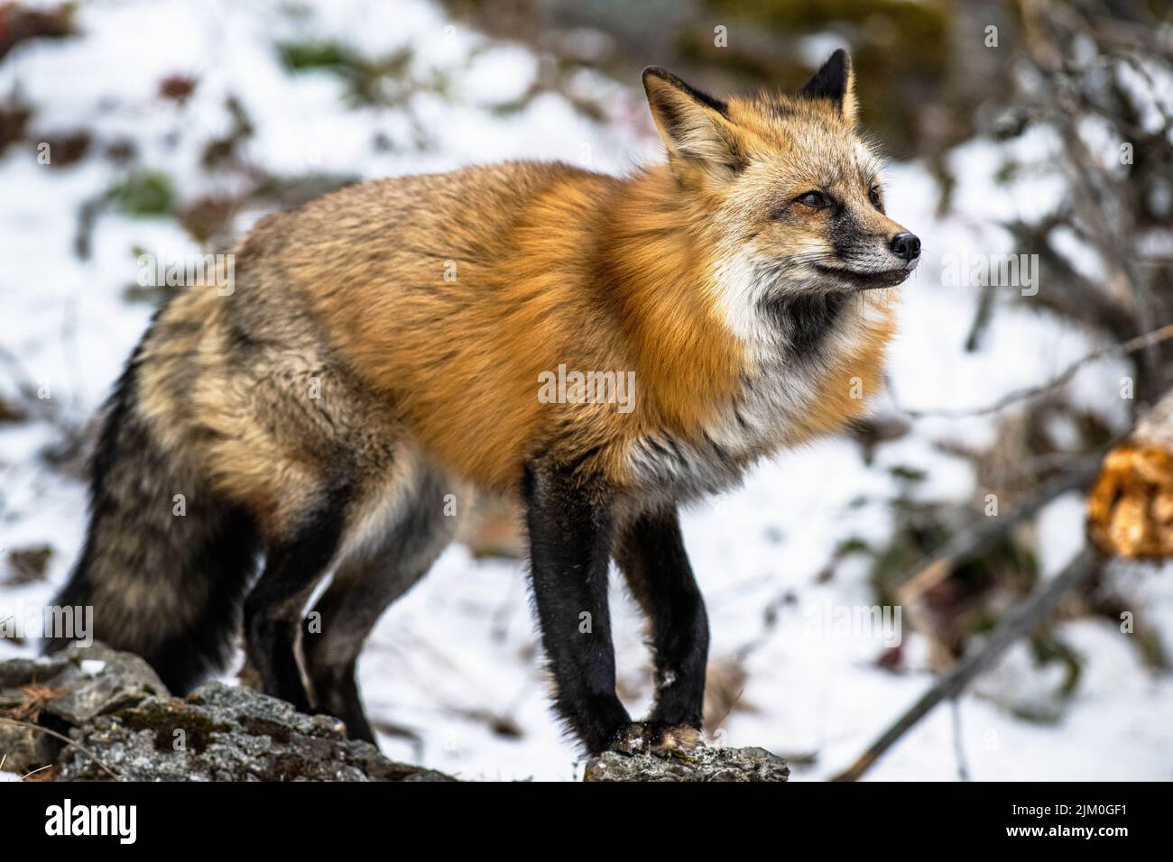 A Sakhalin fox in the snowy forest on a blurred background Stock Photo ...