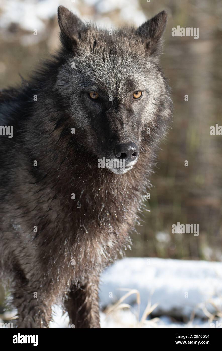 A vertical closeup shot of an Interior Alaskan wolf in the forest ...