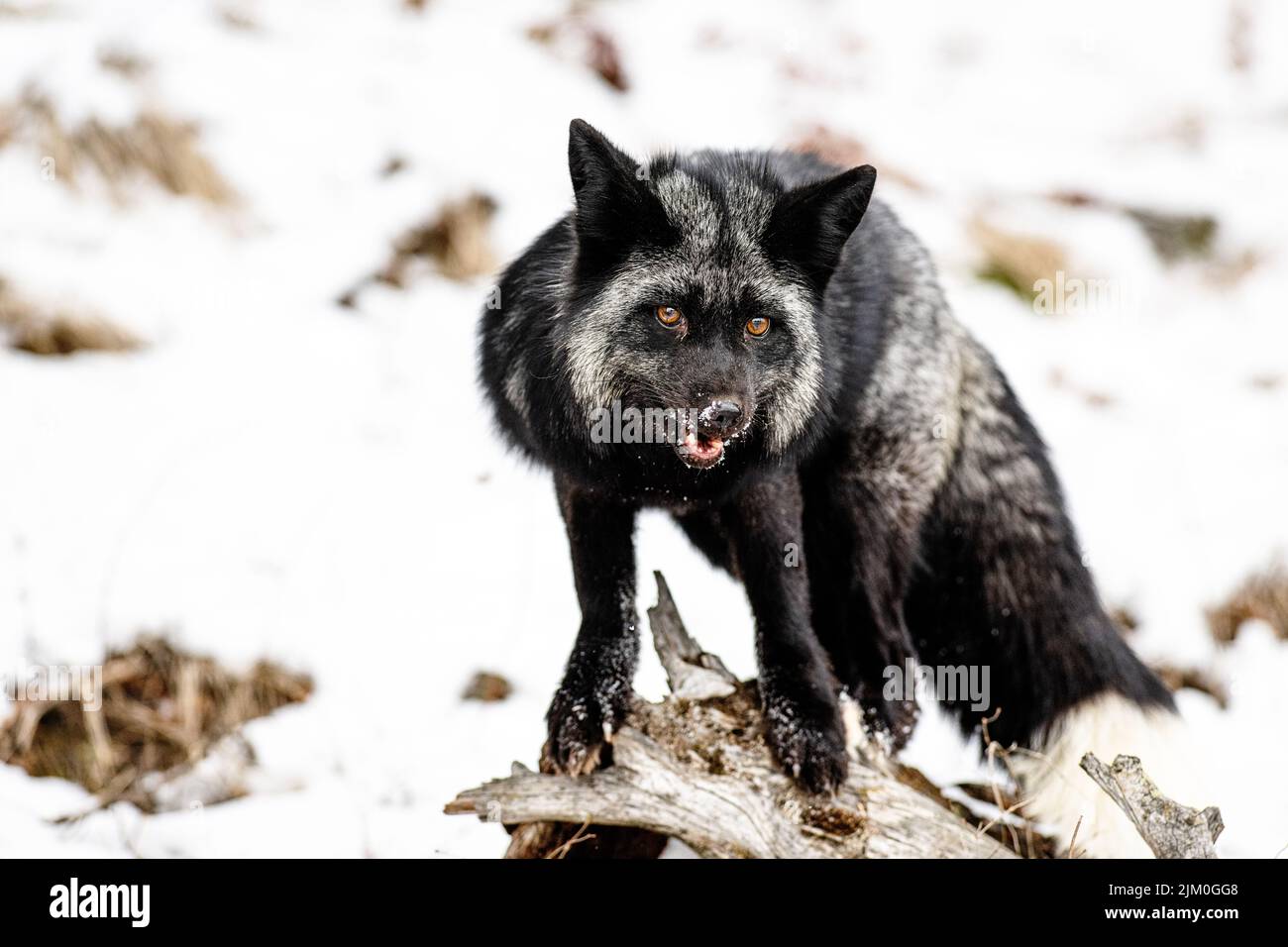 A silver fox standing on a tree bark in the forest on a snowy winter ...