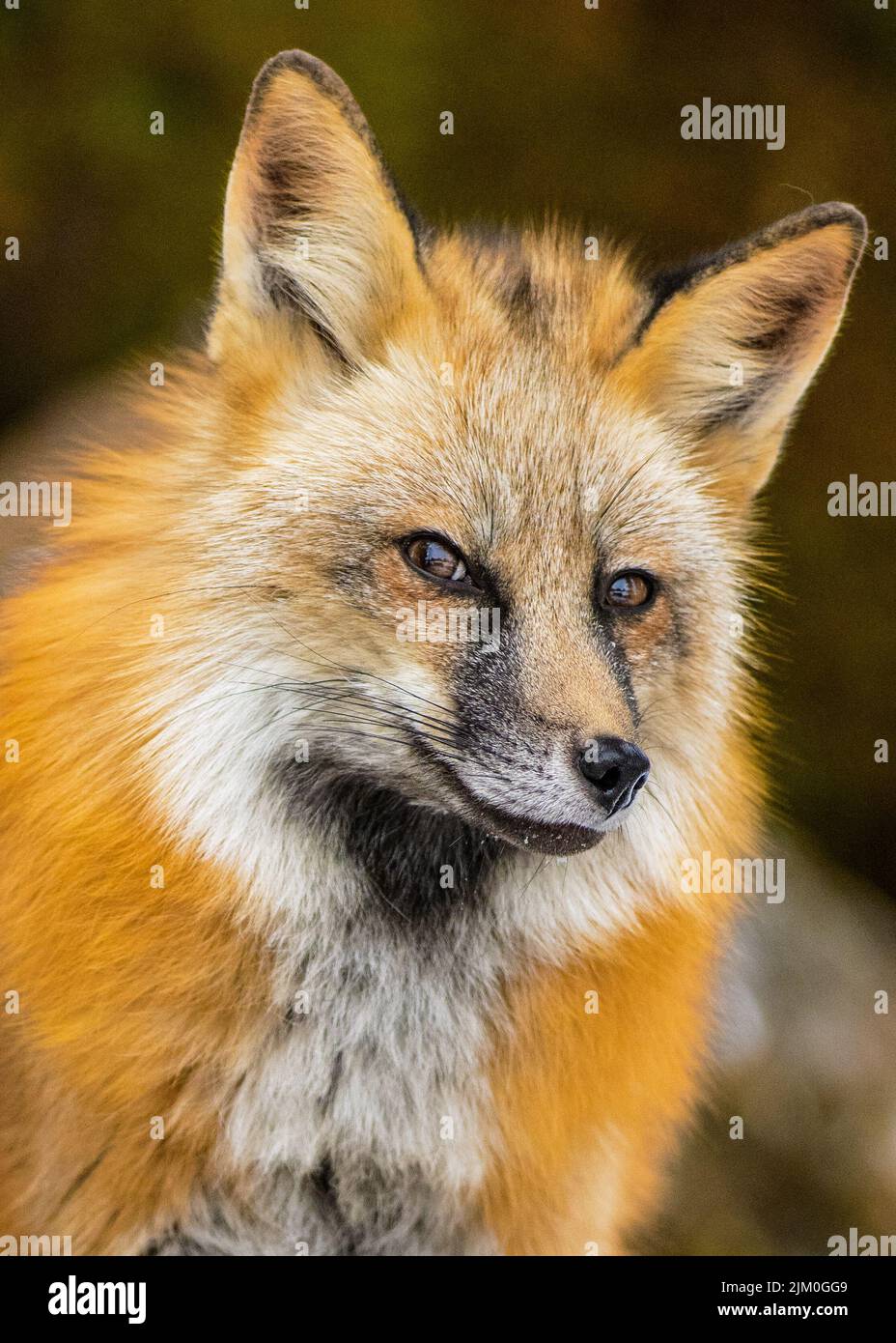 Closeup shot furry fox hi-res stock photography and images - Alamy