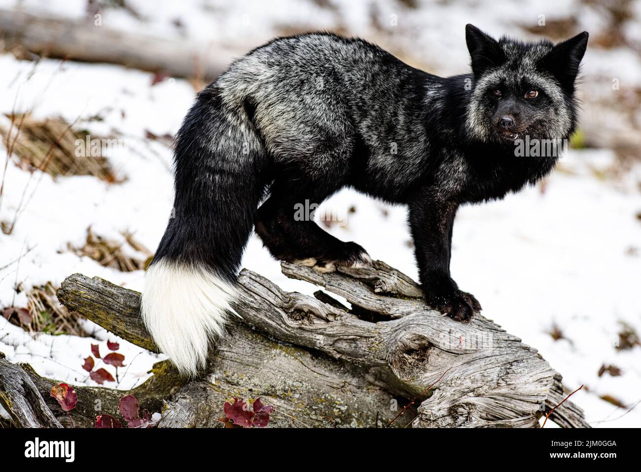 Black fox hi-res stock photography and images - Alamy
