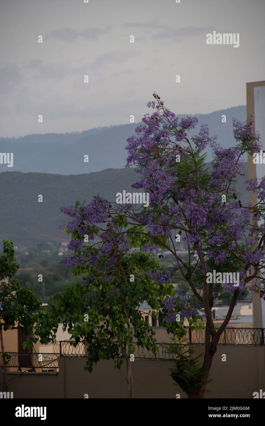 A view of beautiful trees with buildings in the background Stock Photo ...