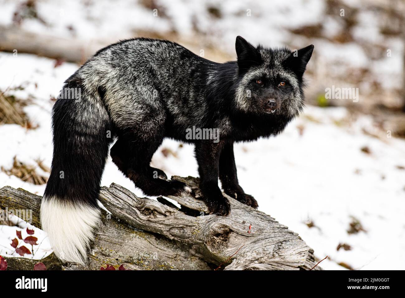 Black fox hi-res stock photography and images - Alamy