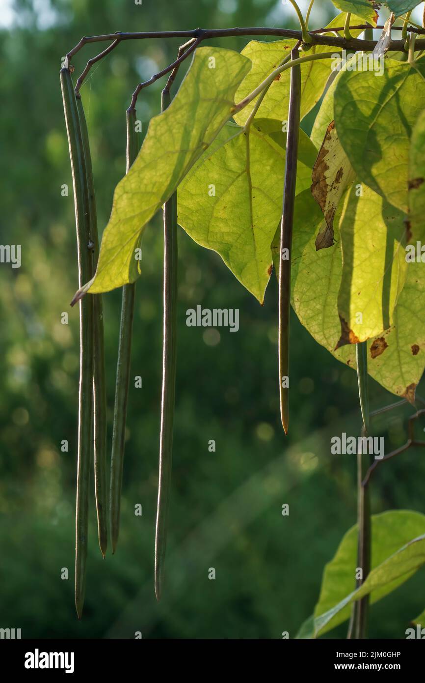 Cigar tree or indian bean hi-res stock photography and images - Alamy