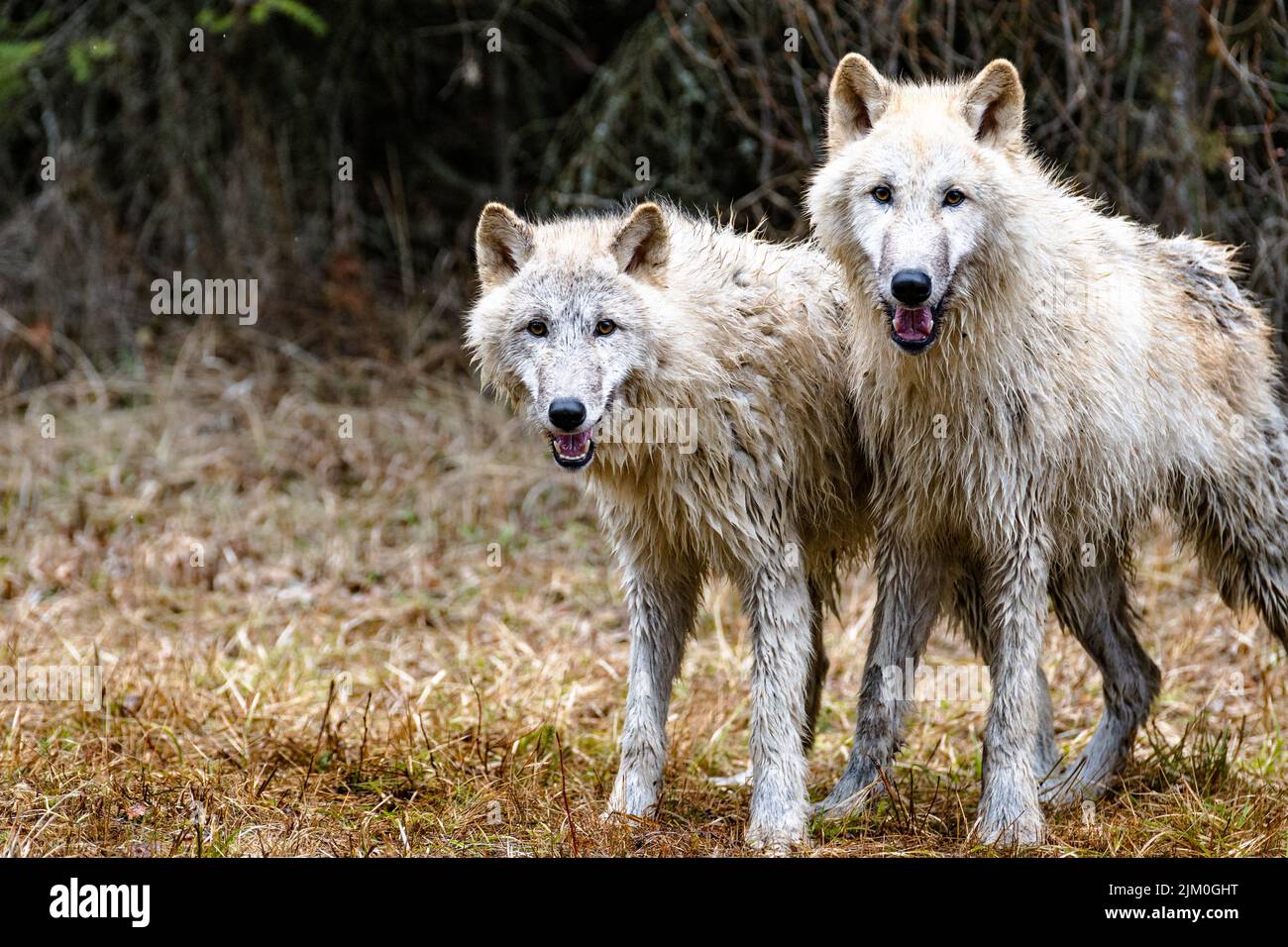 Arctic wolves hi-res stock photography and images - Alamy