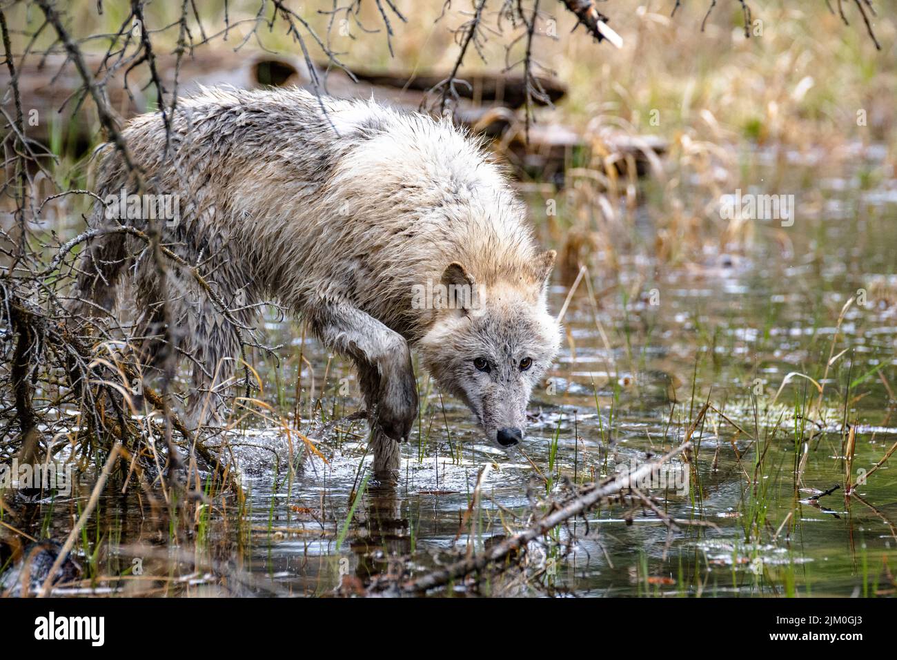 A white Arctic wolf drinking water from a river in their natural ...