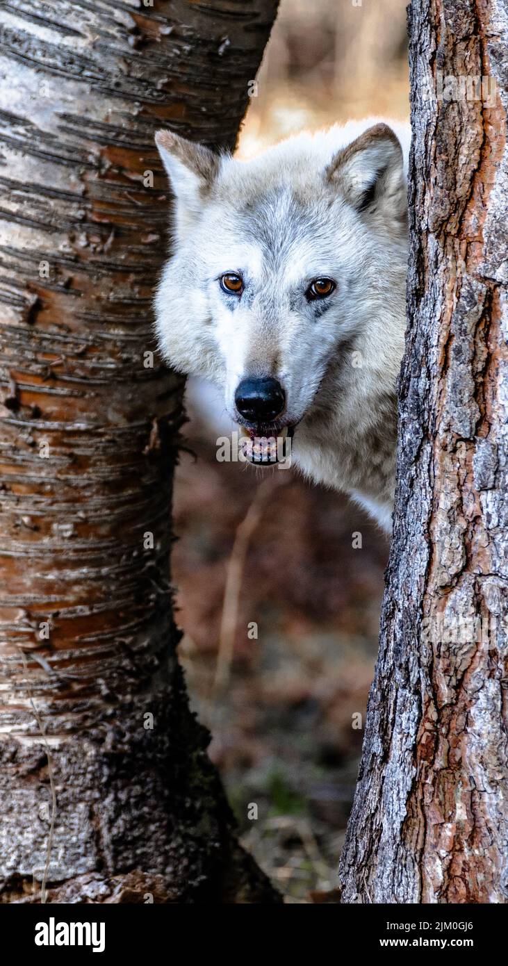 White arctic wolf hi-res stock photography and images - Alamy