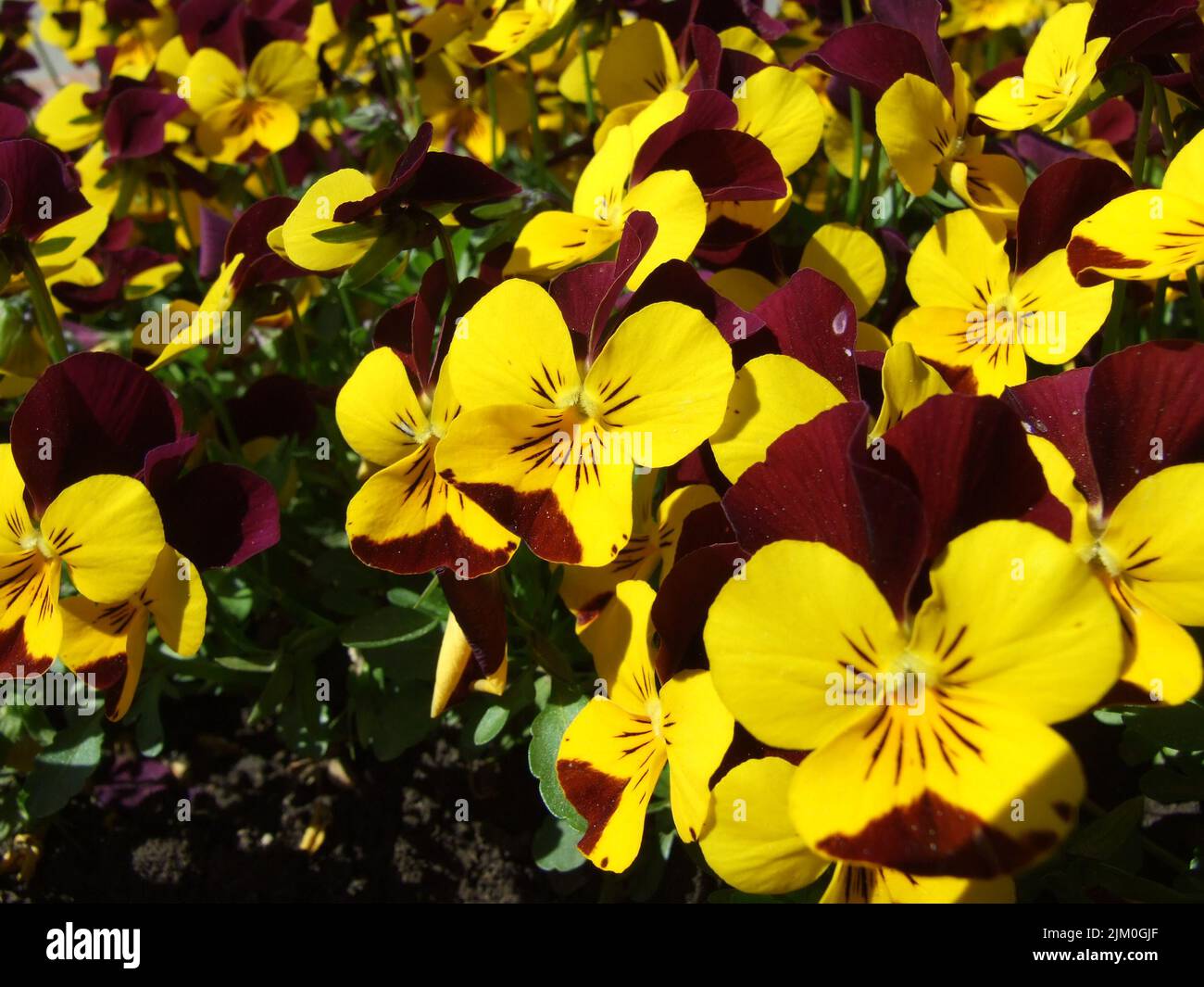 A patch of beautiful yellow pansy flowers in the garden under the ...