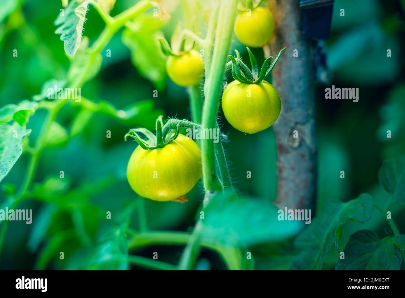 Beautiful unripe green tomatoes grow close up. Growing vegetables in ...