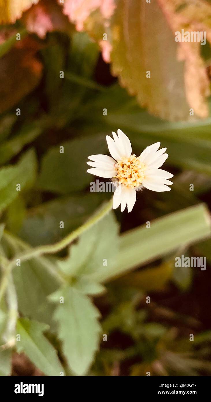 A closeup of a Tridax daisy flower on a blurred background Stock Photo ...