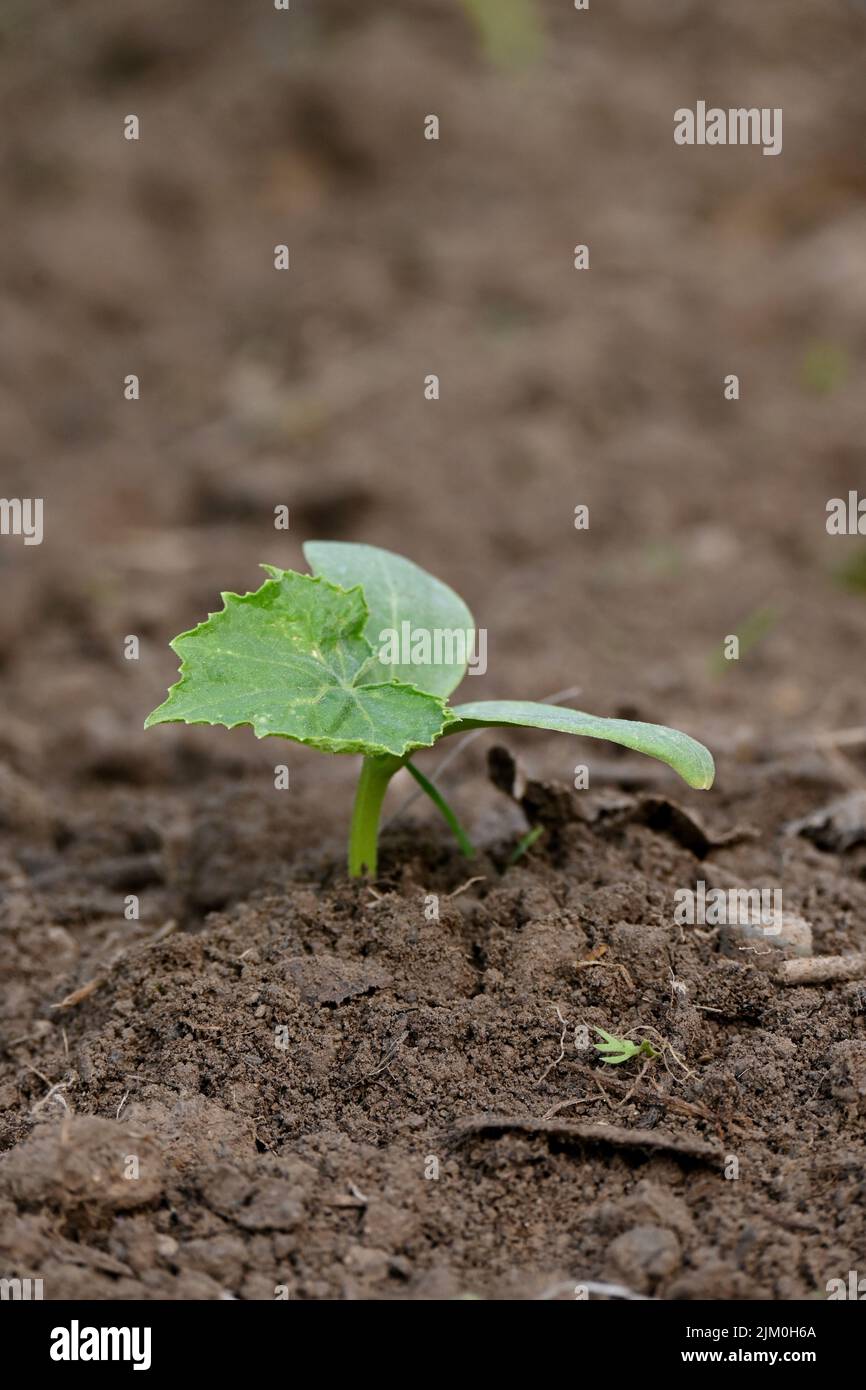 closeup the bunch ripe green round gourd vine plant seedling and soil ...