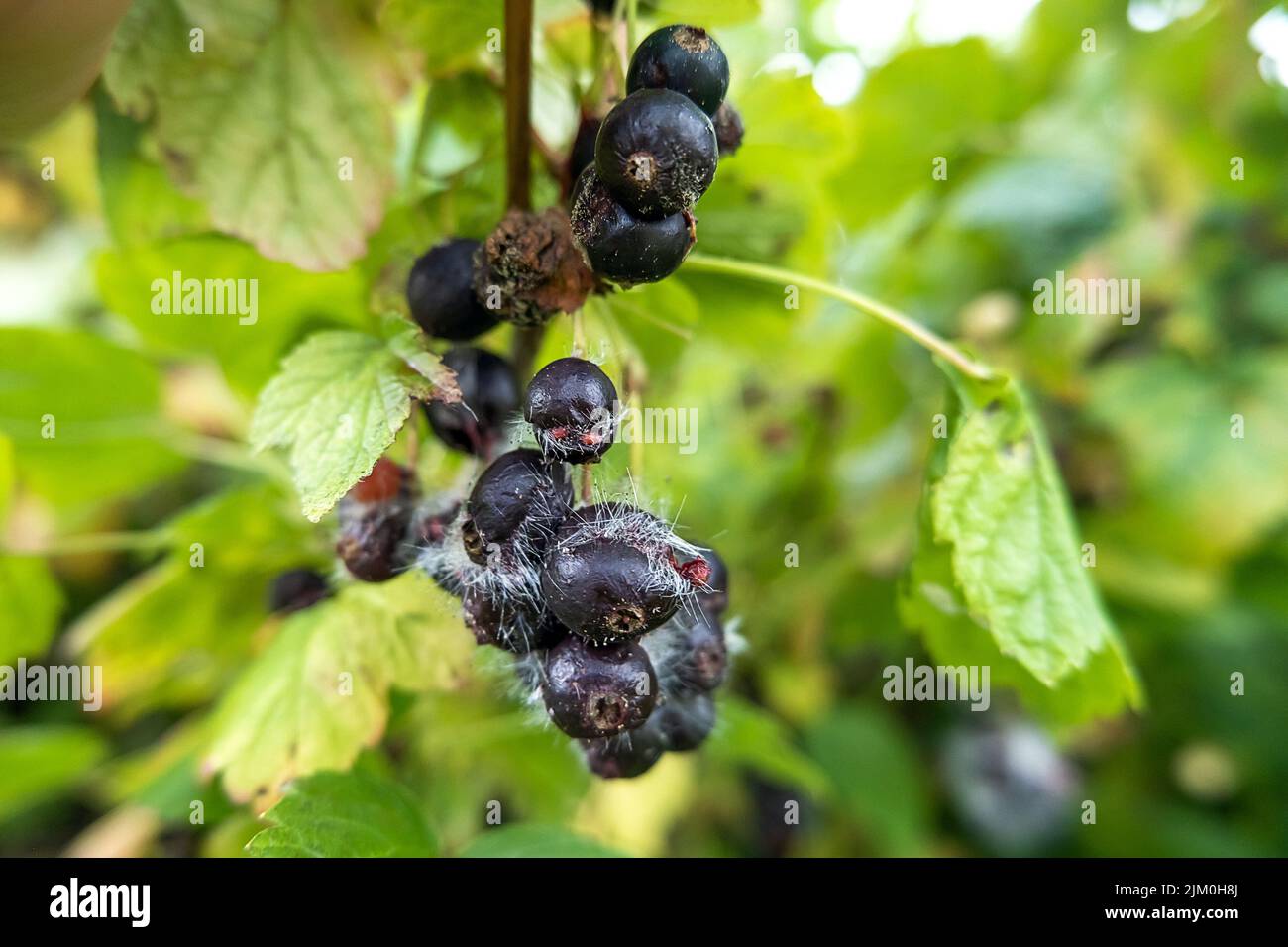 Rotten berries hi-res stock photography and images - Alamy