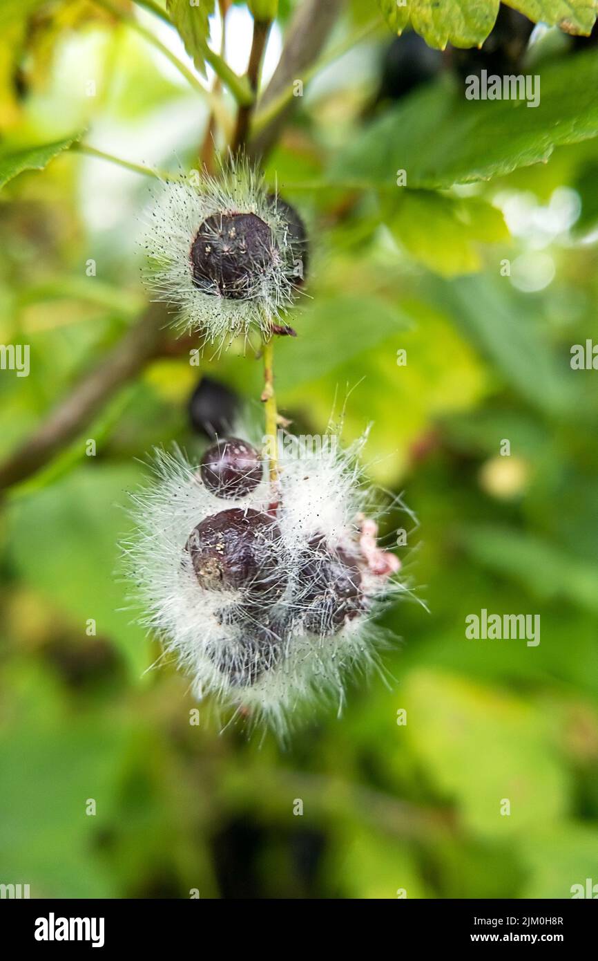 Rotten berries hi-res stock photography and images - Alamy