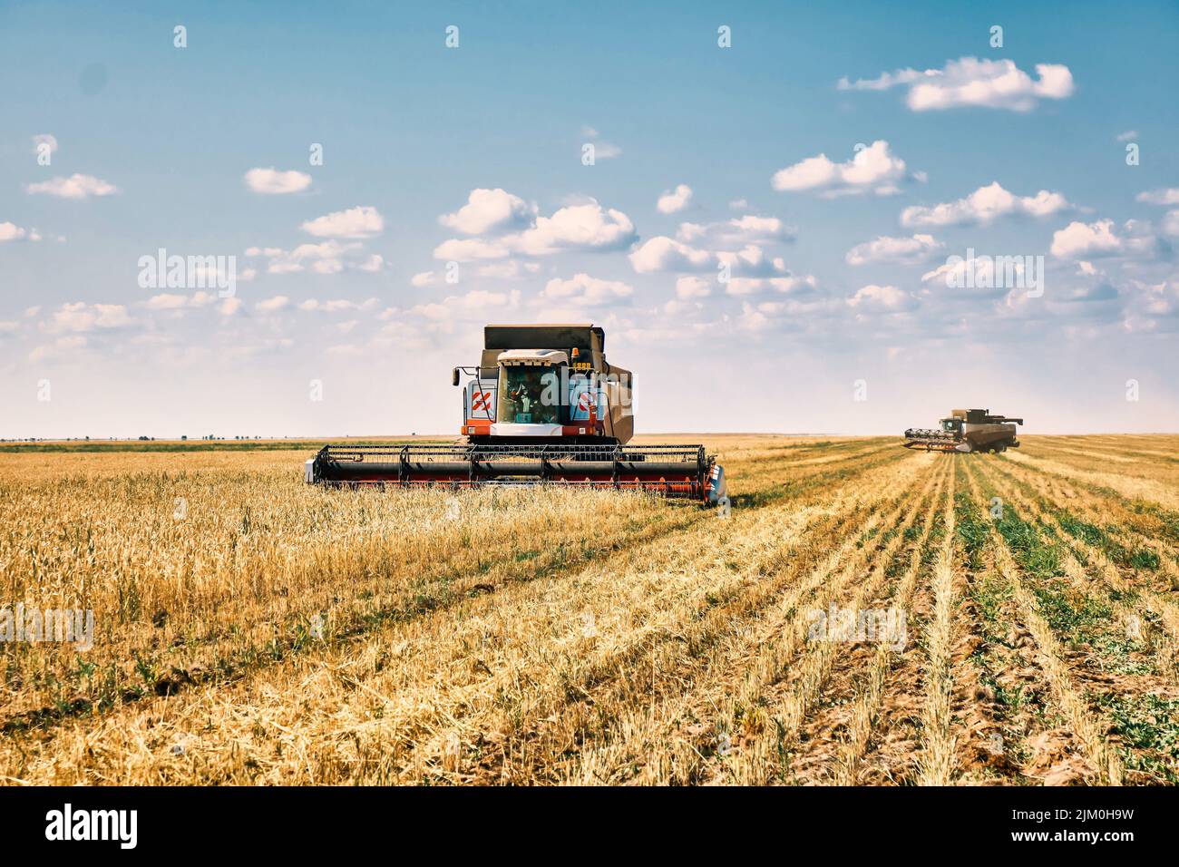 Driverless reaper performs wheat grain harvest, modern combine ...