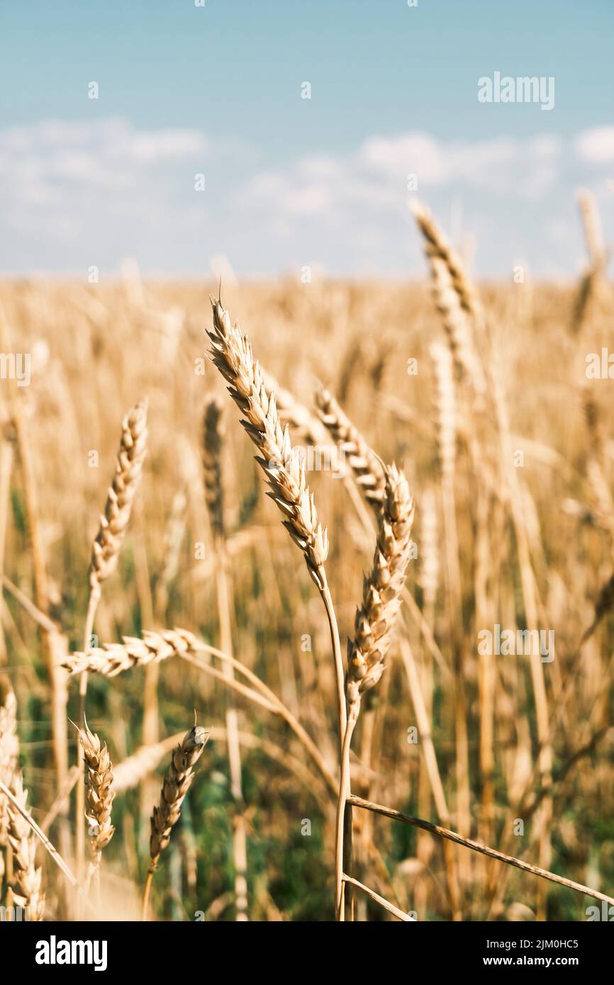 Ripe ears of wheat, wheat field ready to be harvested, world hunger ...