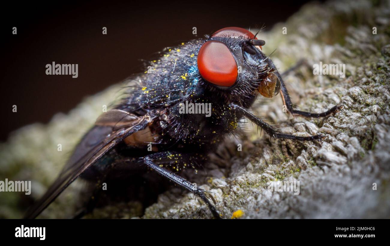 Insect wing rock hi-res stock photography and images - Alamy