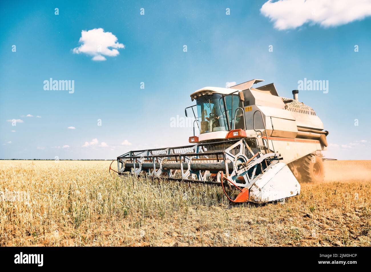 Driverless reaper performs wheat grain harvest, modern combine ...