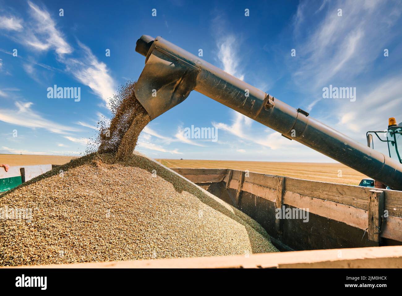 Driverless reaper performs wheat grain harvest, modern combine ...