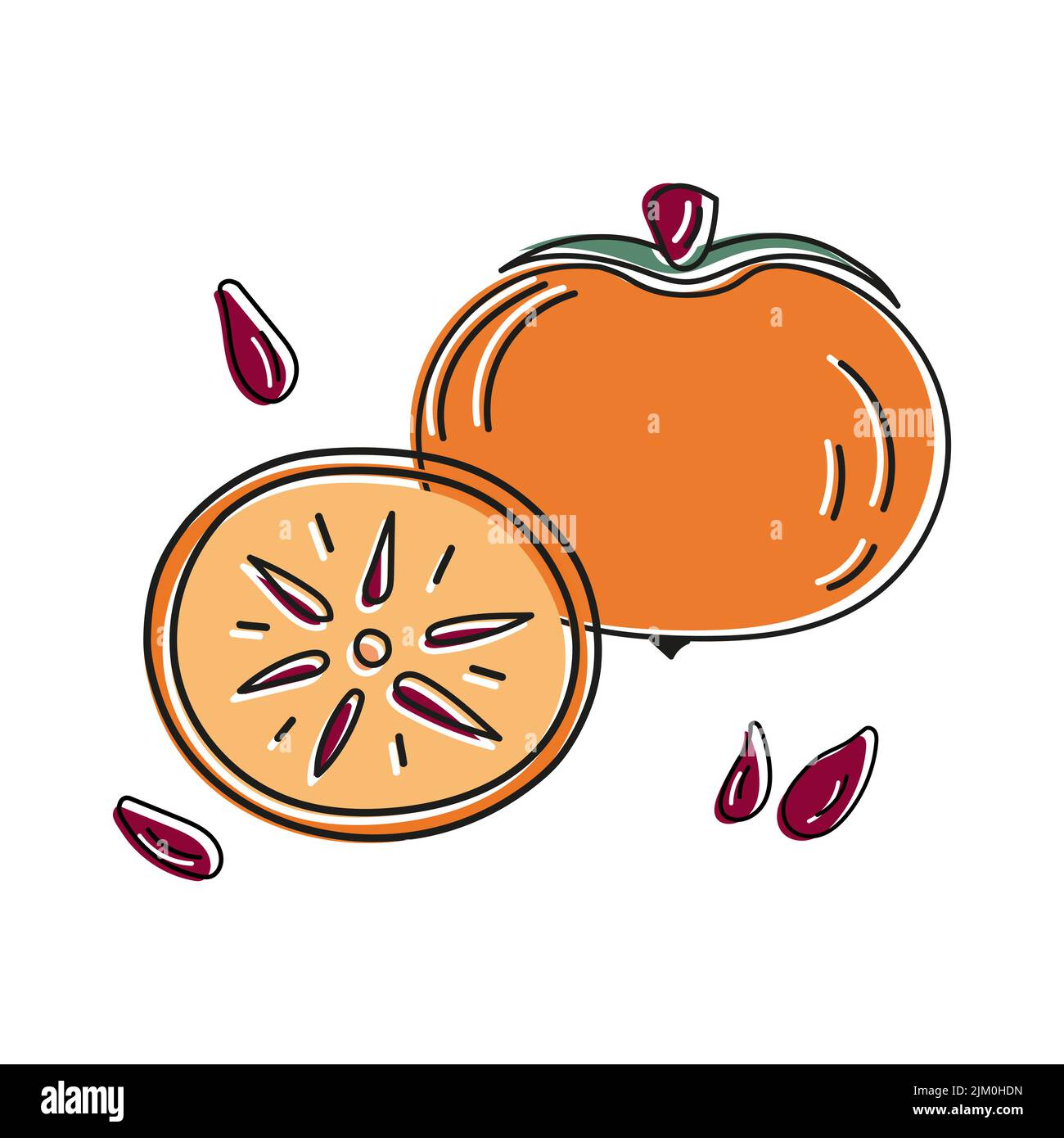 Vector illustration of persimmons whole and cut with pits in doodle ...