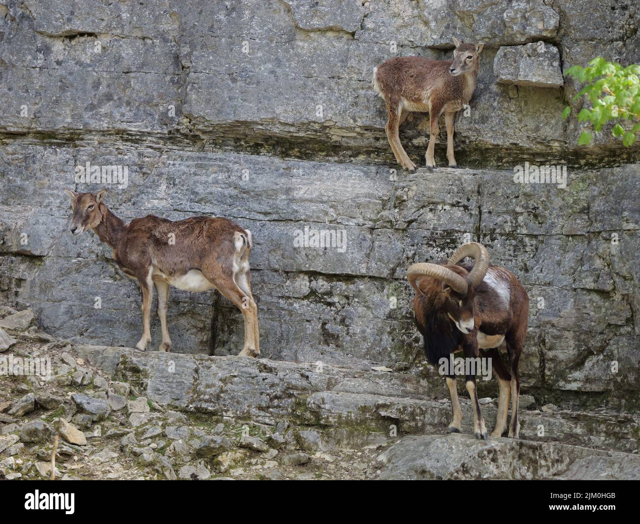 A beautiful mouflon and deer on a cliff Stock Photo - Alamy