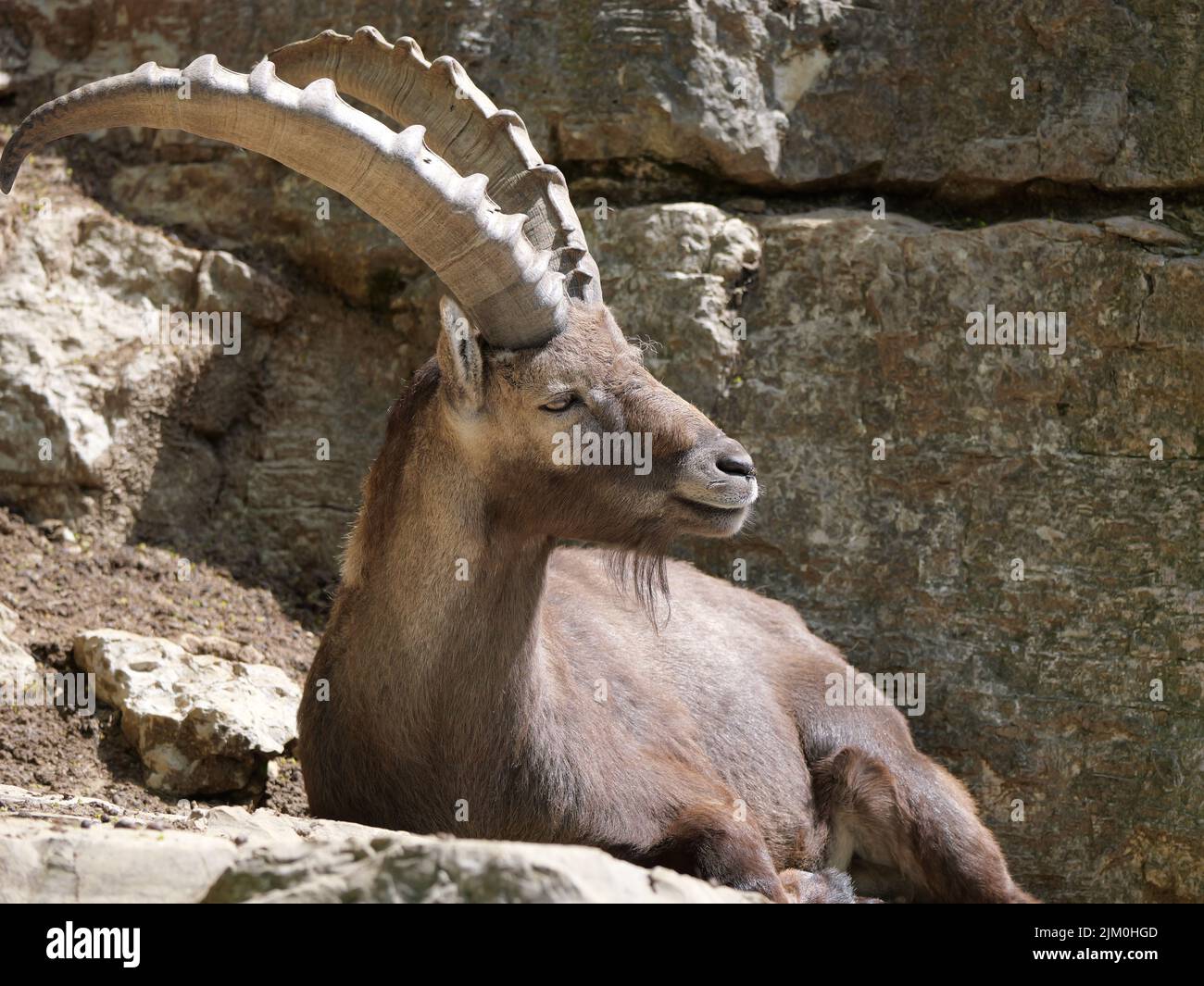 Ibex goat hi-res stock photography and images - Alamy