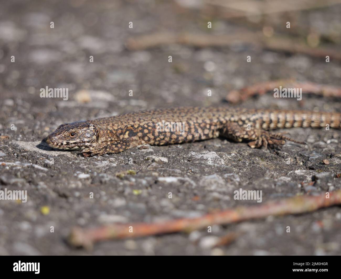 A common wall lizard on the ground in a forest during the day Stock ...